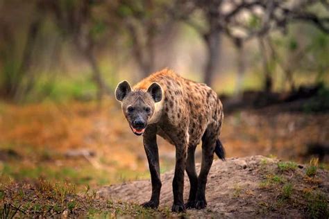 Laughing Hyena