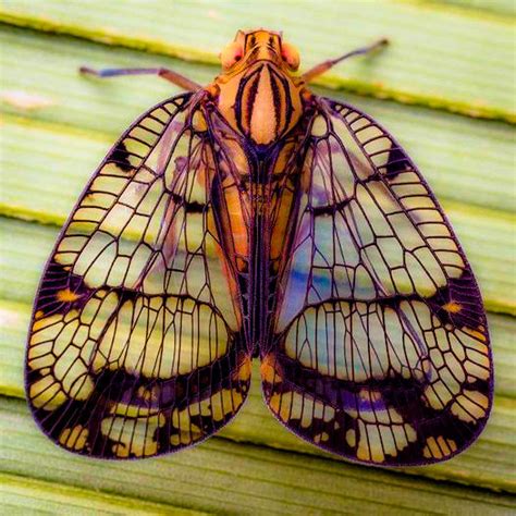 Planthopper By Mmbseven On Deviantart