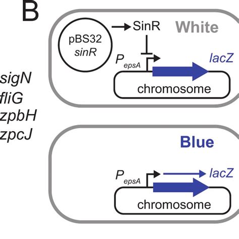 Plasmid Curing Prevents Death A Pcr Analyses Of Representatives Of Download Scientific
