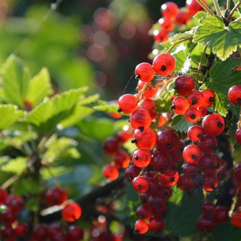 Best Raspberry Plants To Grow In The Uk Roots Plants