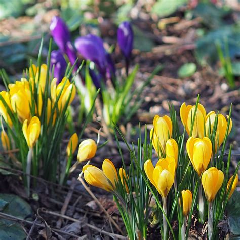 Six On Saturday Spring Forward Cornwall In Colours