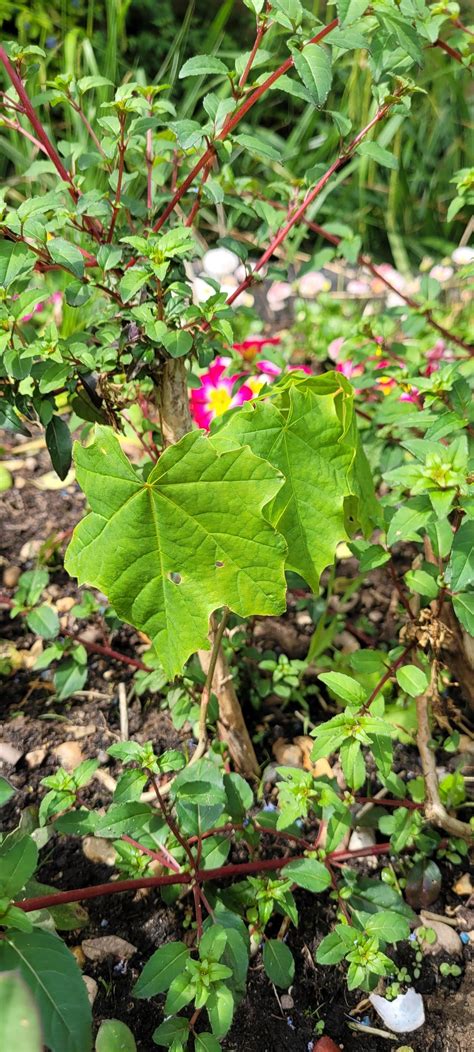 Sapling In Garden Sycamore Rtreeidentification