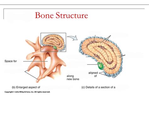 Spongy Bone Structure Quiz