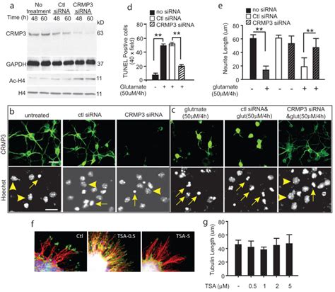 A Crmp3 Specific Stealth Sirna And A Sequence Mutated Negative Download Scientific Diagram
