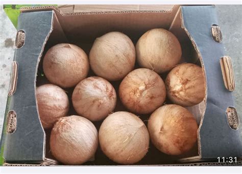 Coco Pipa Fresco Sloex International