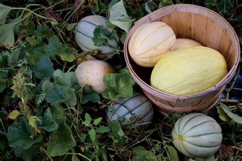 Cantaloupe Odyssey Melons Farm To Fork Journey My Indiana Home
