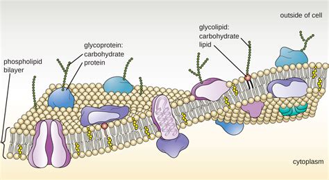 24 Unique Characteristics Of Eukaryotic Cells Biology Libretexts