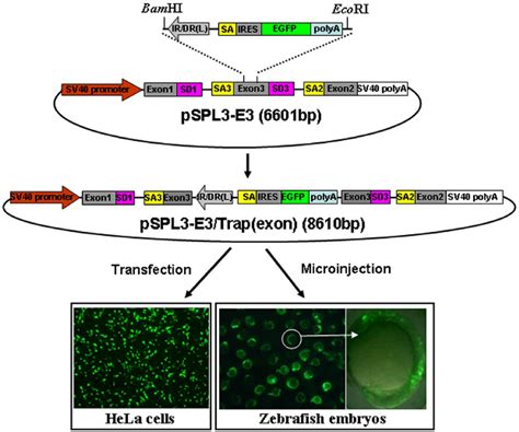 Activity Of The Trapping Cassette In An Exon Of Pspl3 E3 Vector