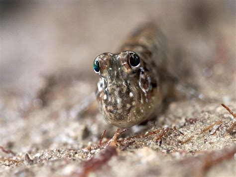 Mudskippers Unique Amphibious Gobies