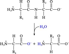 Peptide Bonds Mcat Content Guide Tutorium