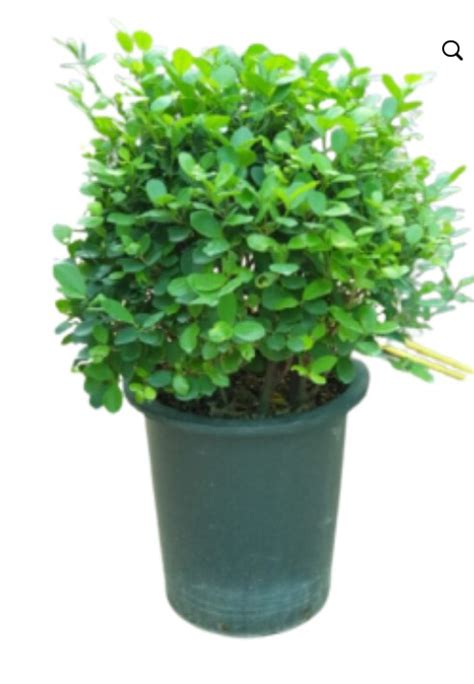 Ficus Panda Ball Shaped Outdoor Al Tmaany