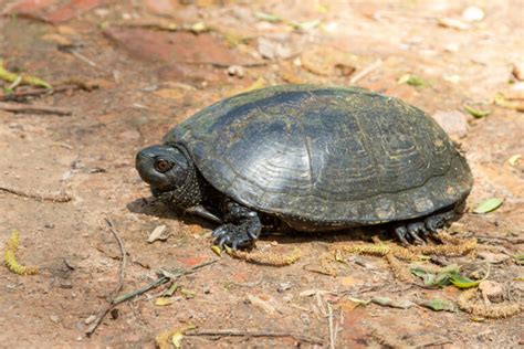 42 Brown Animals Found In Nature And Their Colorful Features Color