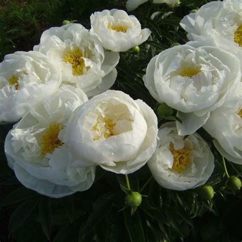 Купить Пион травянистый Patio Peony Madrid - Пион - GardenPlants