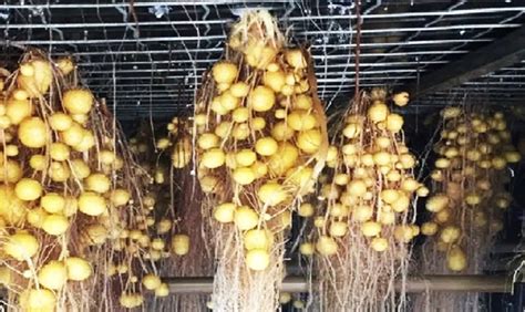 Aeroponics Everything You Need To Know