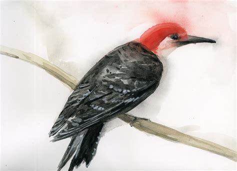 Red Headed Woodpecker Drawing