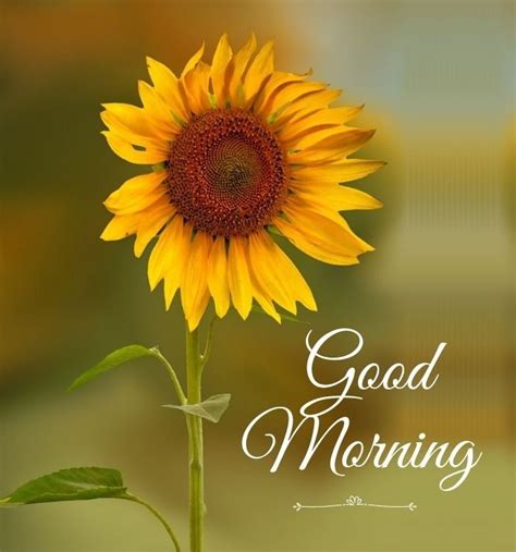 Good Morning Sunflower Images
