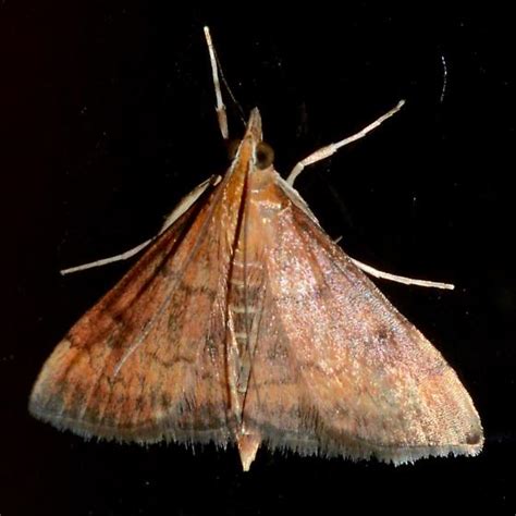 Variable Reddish Pyrausta Pyrausta Rubricalis Bugguidenet