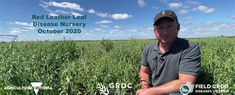 2020 Oat Red Leather Leaf Disease Nursery Field Crop Diseases