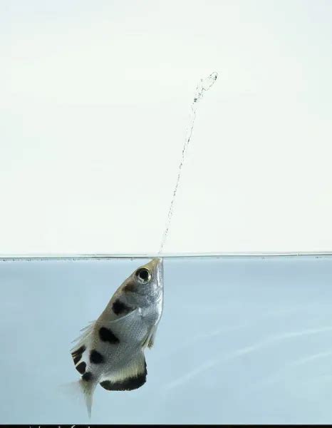 Archer Fish Spitting