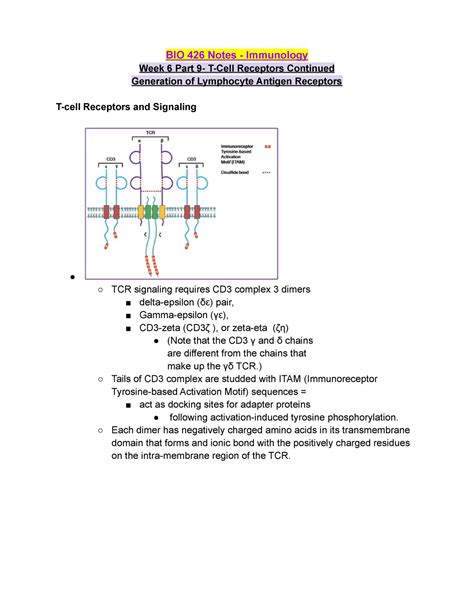 Bio 426 Week 6 Lecture Notes Part 9 T Cell Receptors Continued Bio