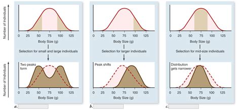 Chapter 20 Diagram Kinds Of Selection Diagram Quizlet Chapter 20 Diagram Kinds Of Selection Diagram Quizlet
