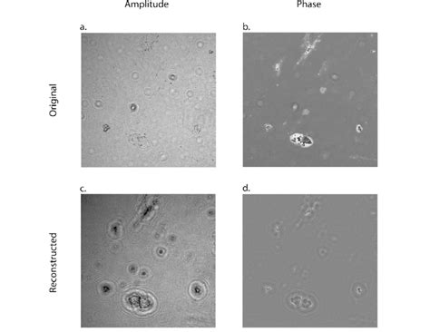 Simulated Backpropagation With An In Line Hologram A Original Object Download Scientific
