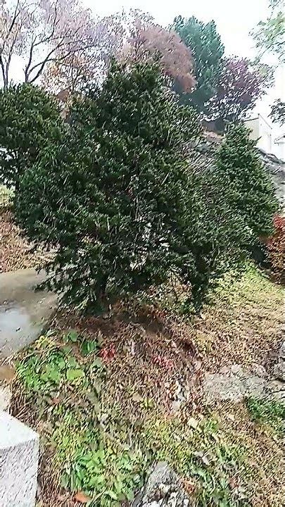 이화장이승만대통령생가 Youtube