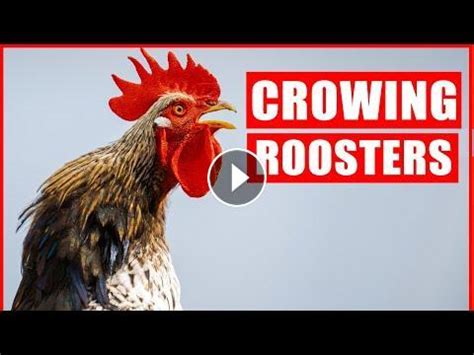Rooster Crowing Compilation Morning Rooster Crowing Sound Effect Video