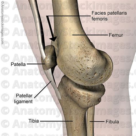 Trochlea Knee