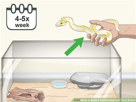 Ways To Build A Relationship With Your Snake WikiHow