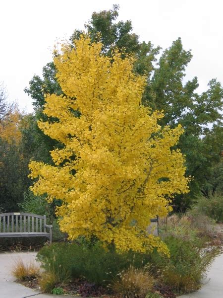 Ginkgo Biloba Autumn Gold Golden Maidenhair Tree The Plant Store Nz