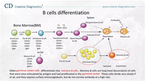 B Cell Differentiation Pptx