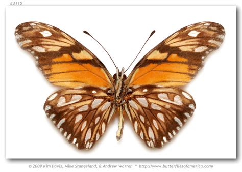 Dione J Juno Pinned Specimens