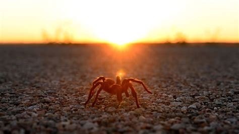 Photos 2022 Tarantula Mating Migration In Southern Colorado