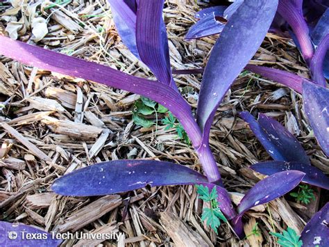 Purple Heart Setcreasea Herbaceous Plant Finder Comprehensive Landscape Plant Directory