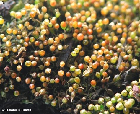 Unveiling The Secrets Of Physcomitrium A Captivating Journey Into The