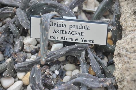 Kleinia Pendula · Inaturalist Ecuador