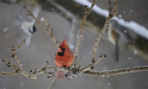 Cardinal Photograph By Mark Kantner Fine Art America