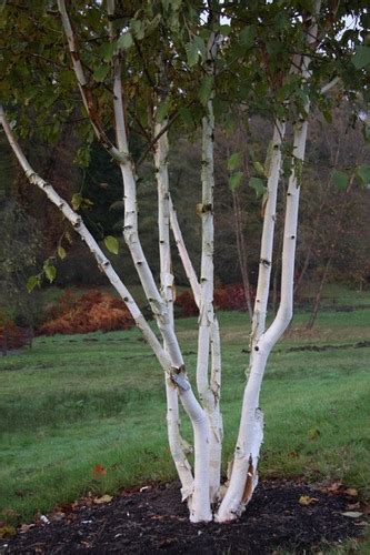 Deciduous And Evergreen Trees Flashcards Quizlet