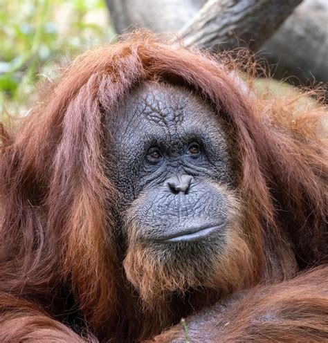 Borneo Orangutan Survival Bos Australia Looking For A Valentines