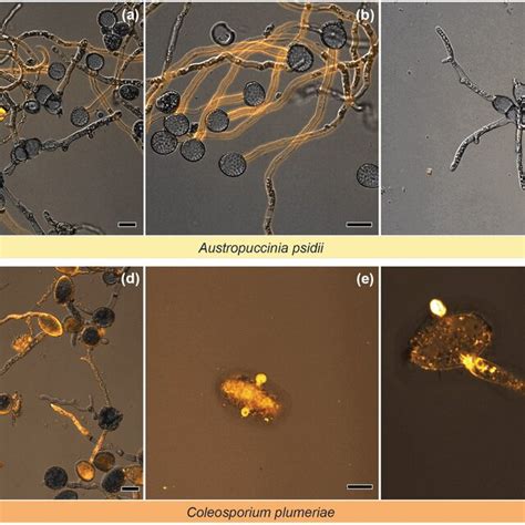 Double‐stranded Rna Dsrna Either Associates Externally Or Is Taken Up