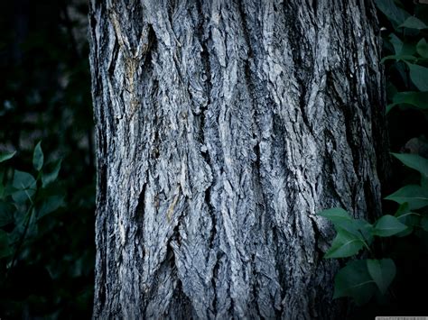 40 Tree Trunk Wallpapers WallpaperSafari