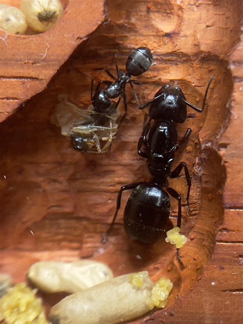 Carpenter Queen Lefty” Greets New Worker Into Her Nest Rentomology