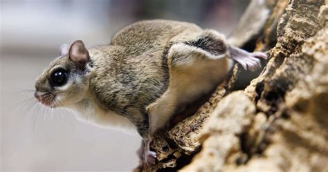 Download Taking Flight A Flying Squirrel Spreads Its Wings