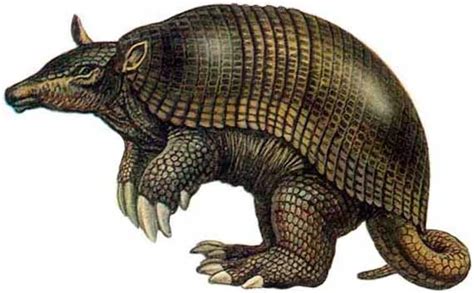 Pampatherium Wiki Dino