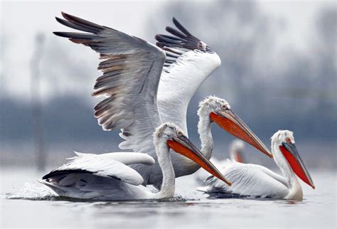 A Workshop On The Conservation Of The Dalmatian Pelican In Bulgaria