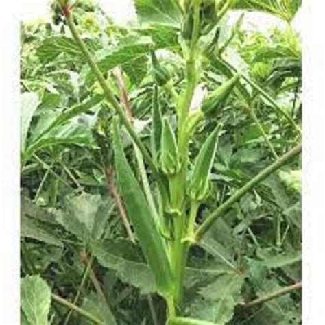 Hybrid Green Mahyco Bhendi Hy 10 Packaging Size Small At ₹ 295 Pack In Bengaluru