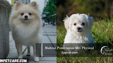 Maltese Pomeranian Mixmaltipom Pictures Cost To Buy And More