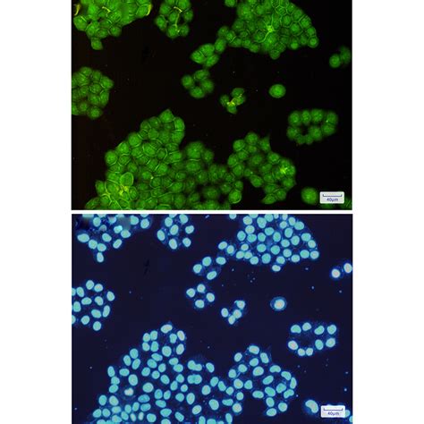 Annexin VI Rabbit MAb WB IHC P IHC F IP ICC Buy Now Abcepta