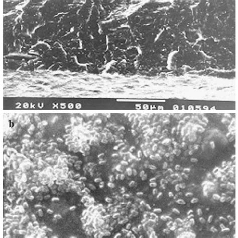 Scanning Electron Micrographs Of The Cross Section A And The Interior